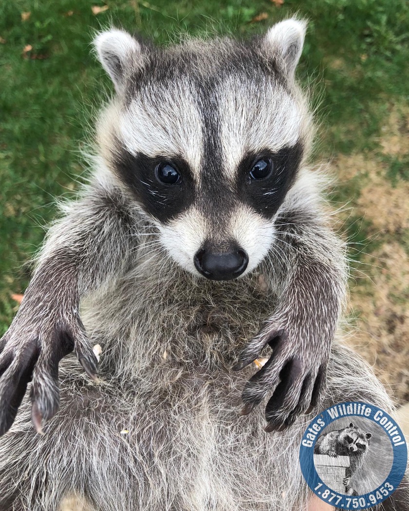 Growing and Learning: The Development of Raccoon Kits at Two Months Old ...
