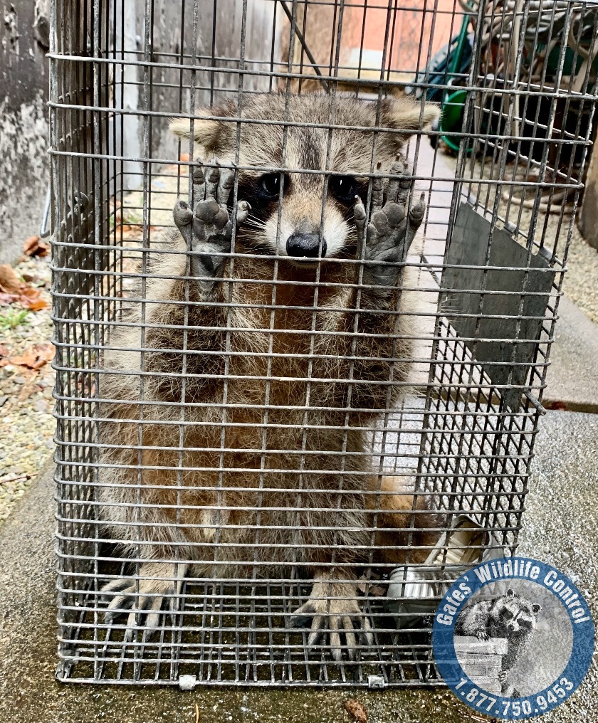 Why Relocating Wildlife is Ineffective? | Gates Wildlife Control