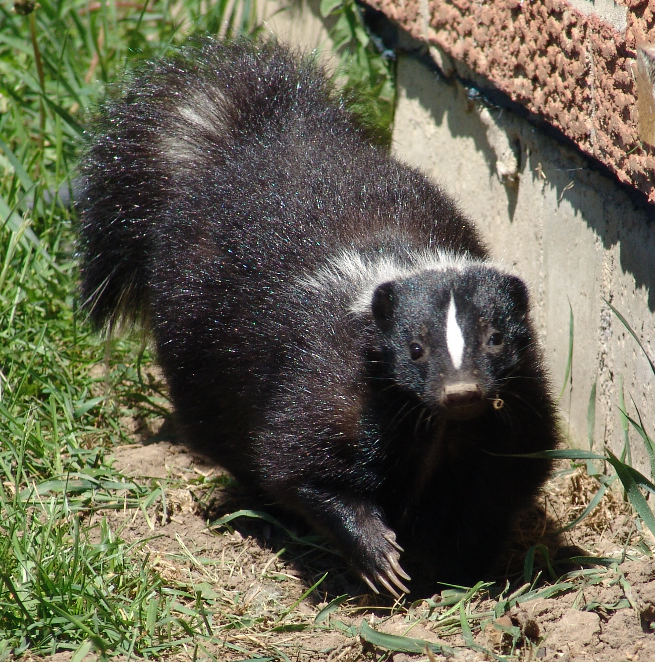 Skunk Facts & Skunk Information | Gates Wildlife Control