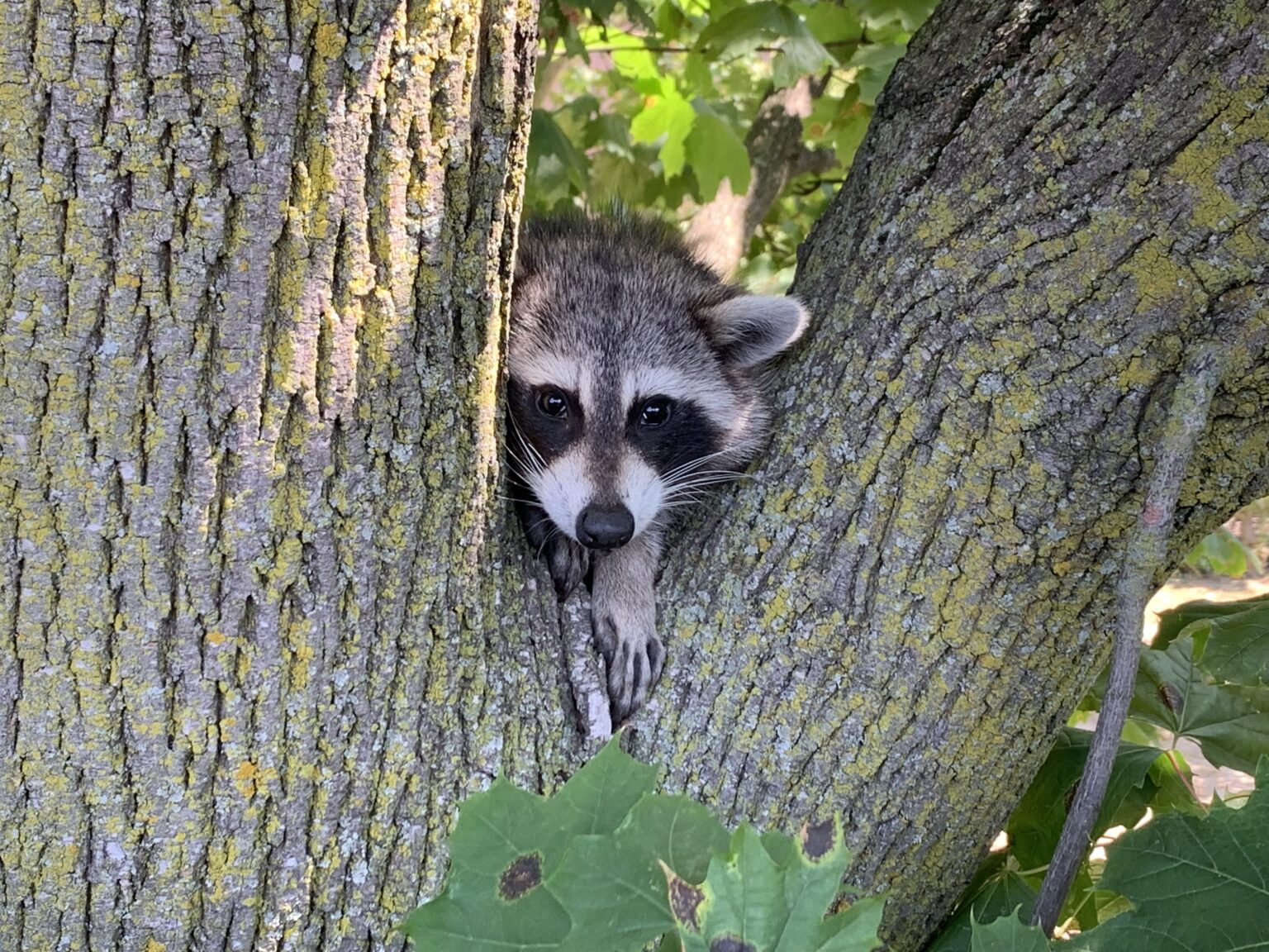 Raccoon Facts & Raccoon Information | Gates Wildlife Control