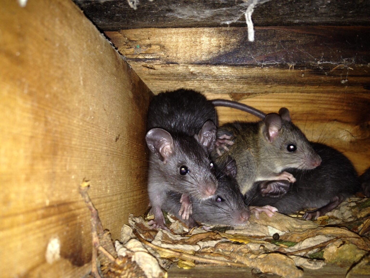 Facts About Rats and Mice | Vancouver Wildlife Control
