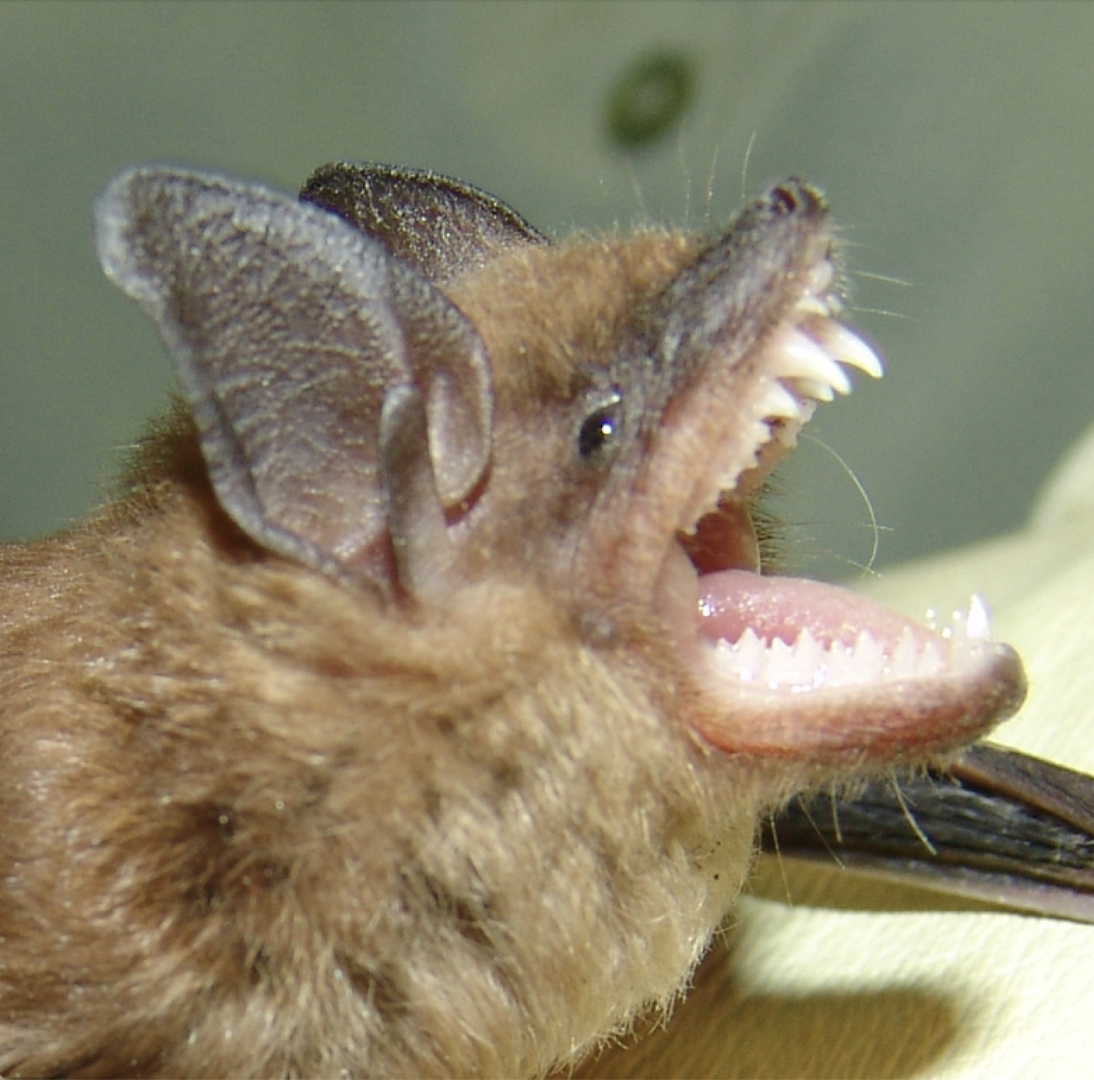 Bat Facts & Bat Information | Gates Wildlife Control