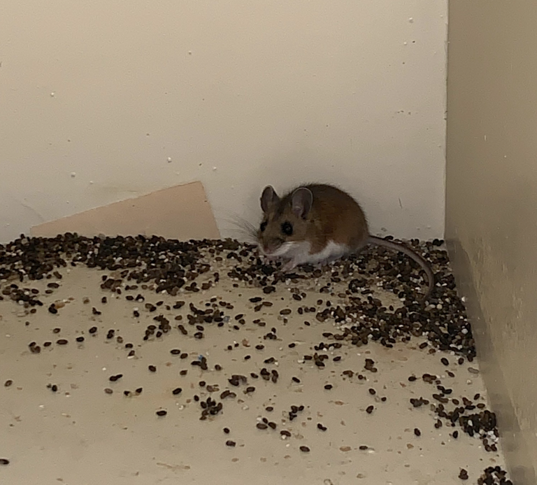 Facts About Rats and Mice | Vancouver Wildlife Control