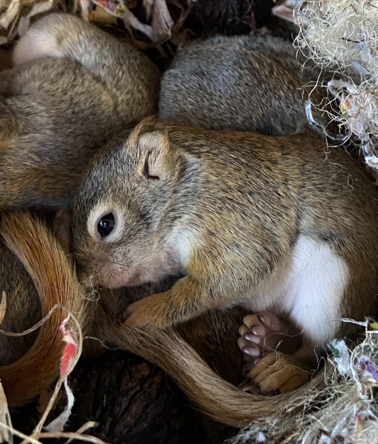 Squirrel Facts & Squirrel Information | Gates Wildlife Control