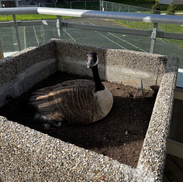 Geese Facts & Geese Information | Gates Wildlife Control