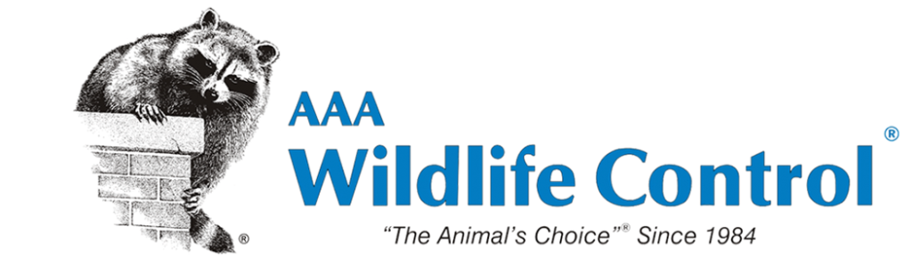 Are Red Squirrels The Most Destructive? | Gates Wildlife Control