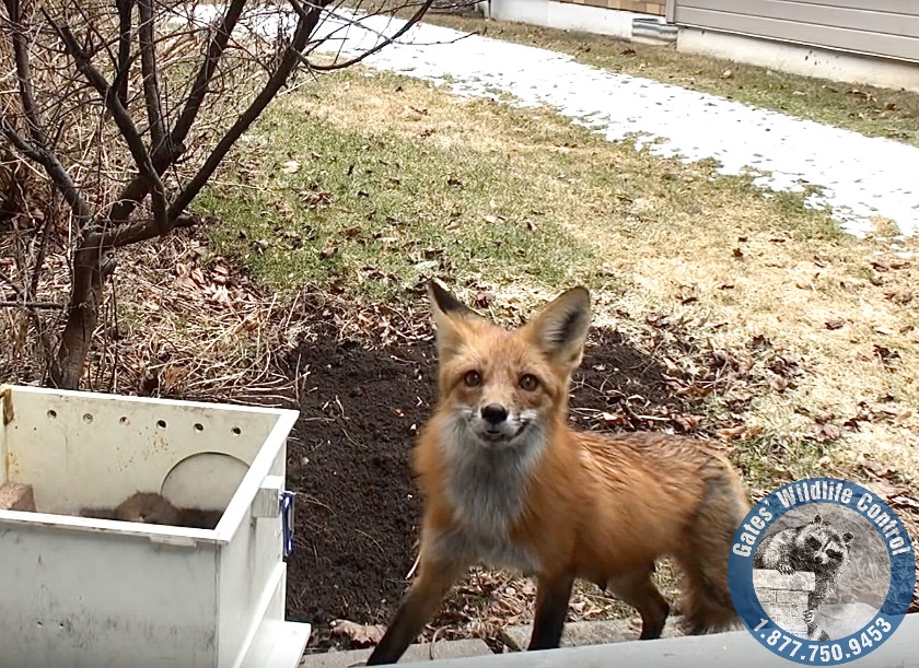 Fox Removal From Under A Deck In Markham - Vancouer Wildlife Control