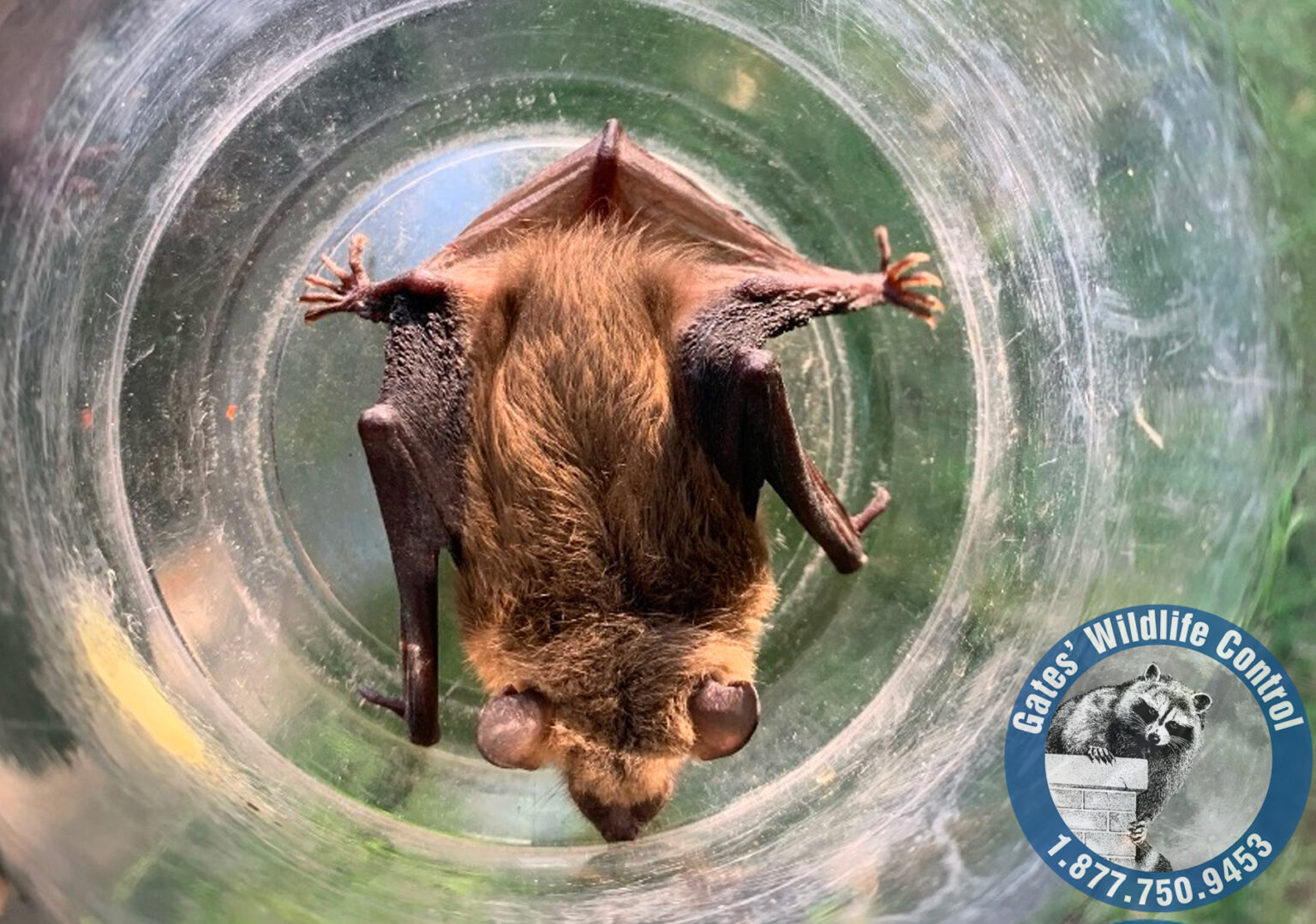 Facts About Rats and Mice | Vancouver Wildlife Control