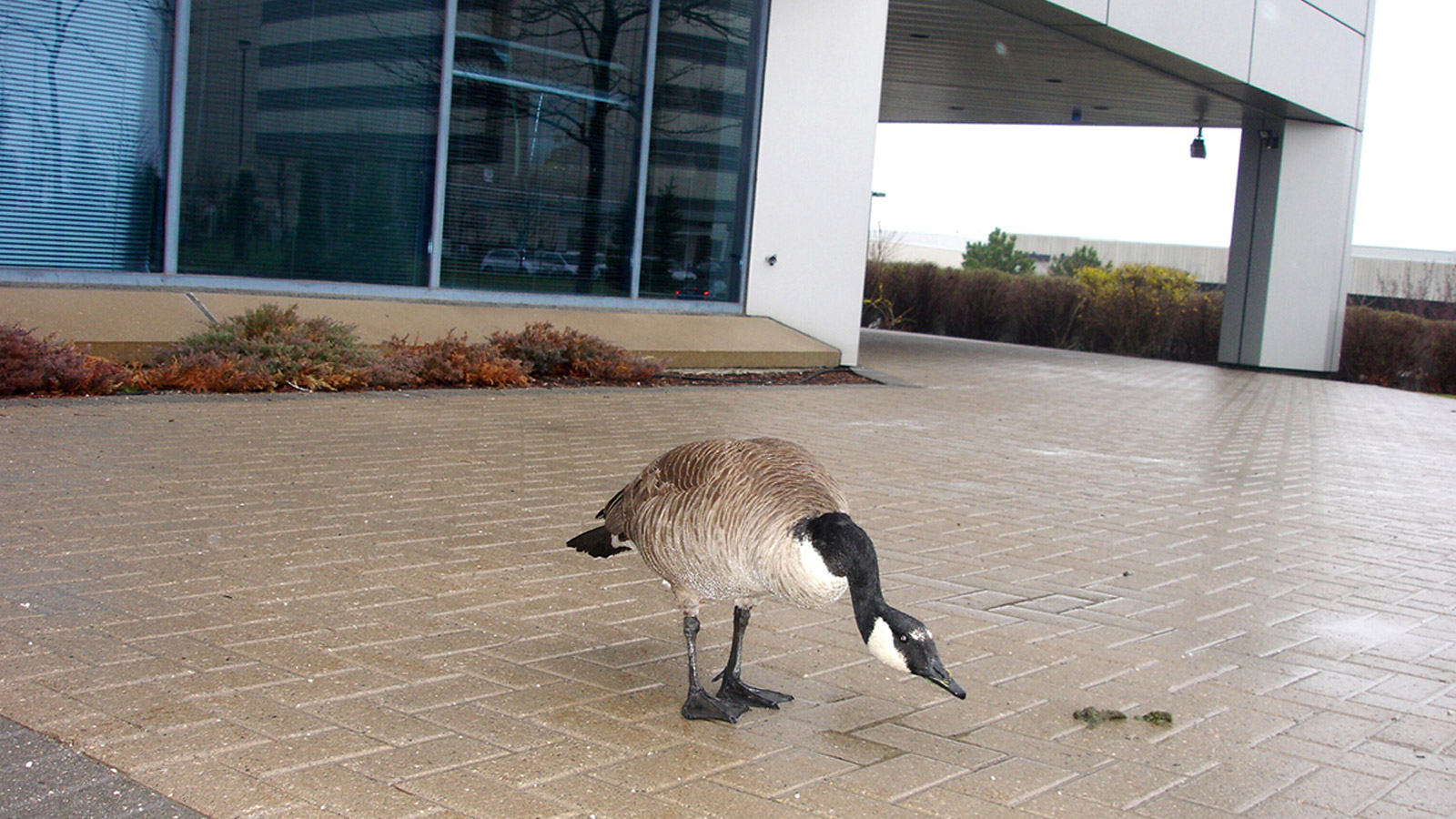 Geese Problem and Risks | Gates Wildlife Control