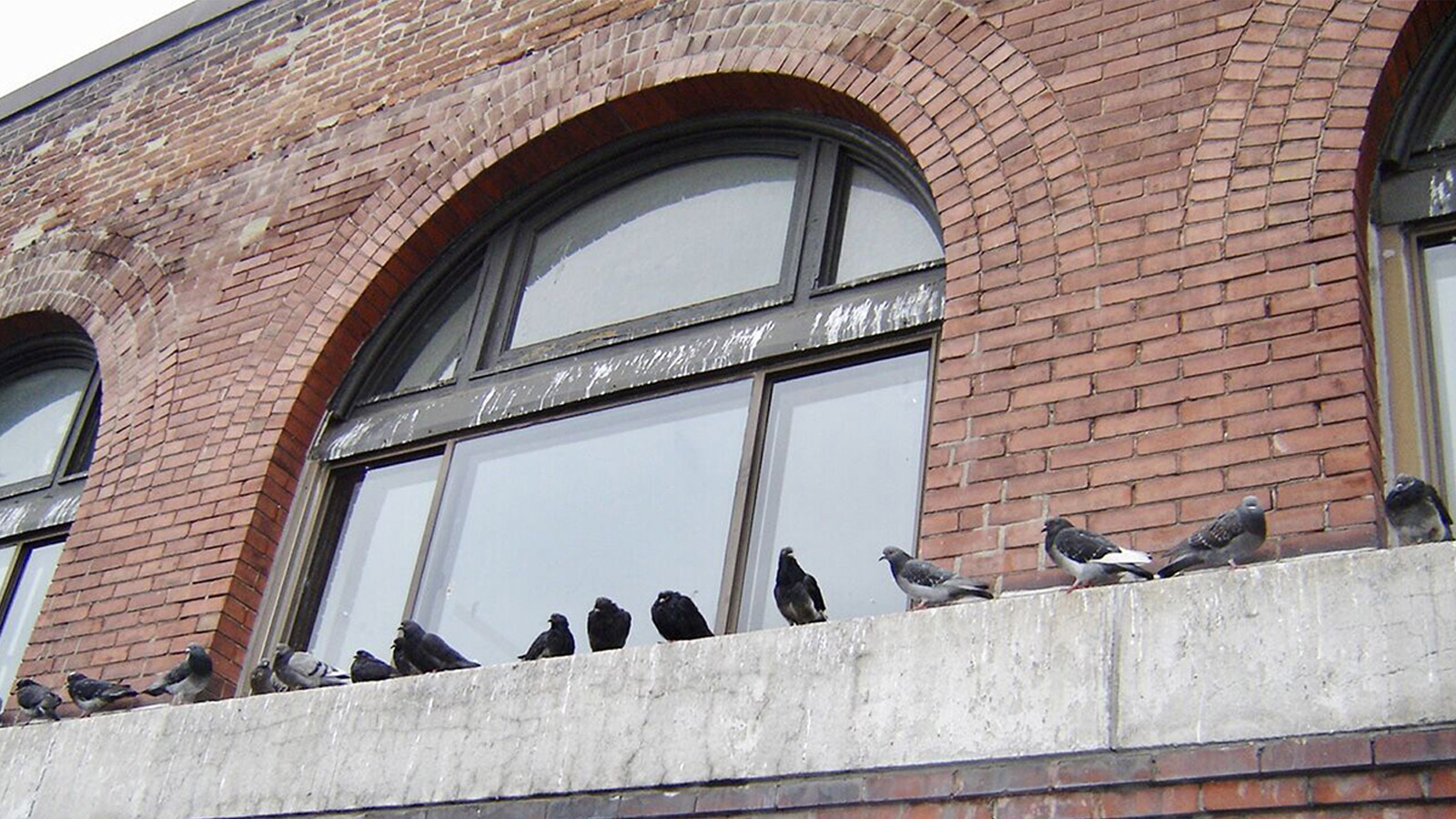 Pigeon Facts & Pigeon Information | Gates Wildlife Control