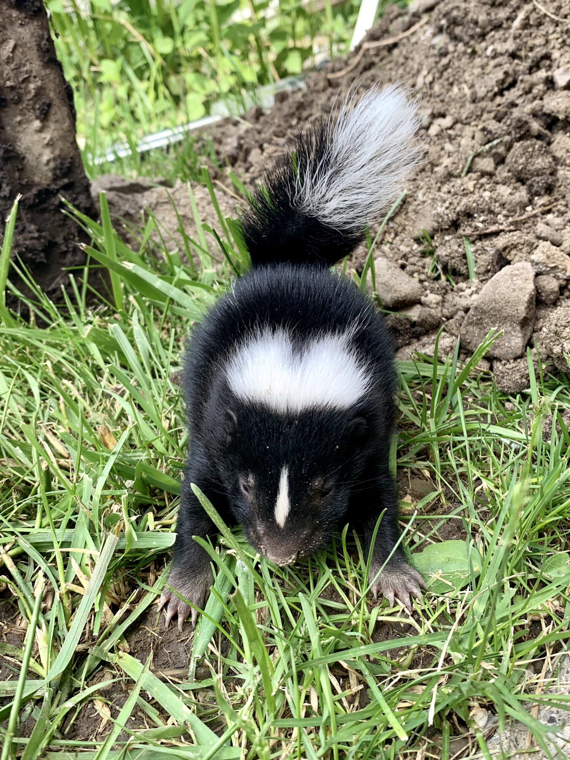 Skunk Questions & Skunk Information | Gates Wildlife Control Toronto