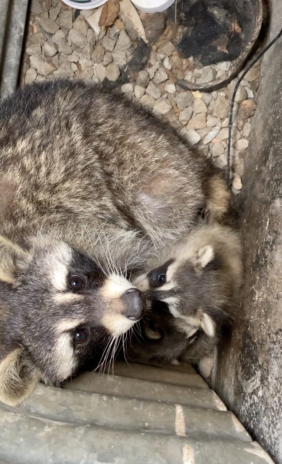 Raccoon Facts & Raccoon Information | Gates Wildlife Control